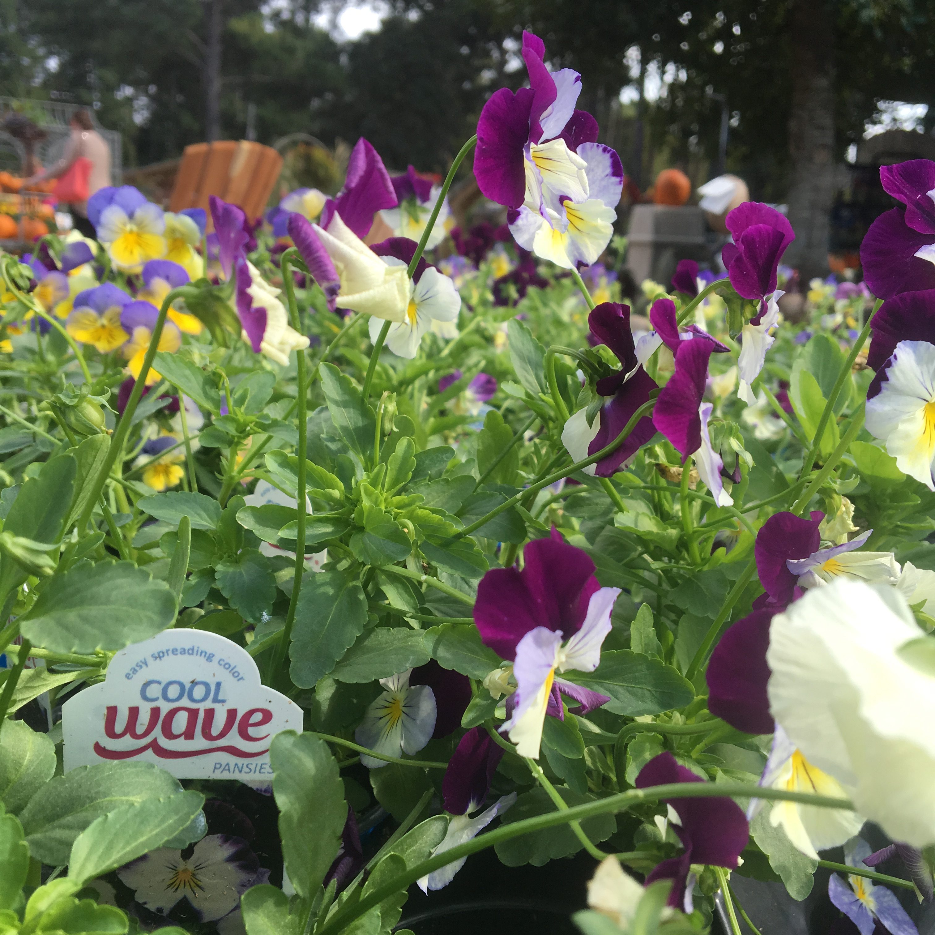 Top 10 Reasons to Plant Pansies - Good Earth Garden Center