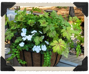 How to Create Interesting and Successful Combination Planters! - Good ...