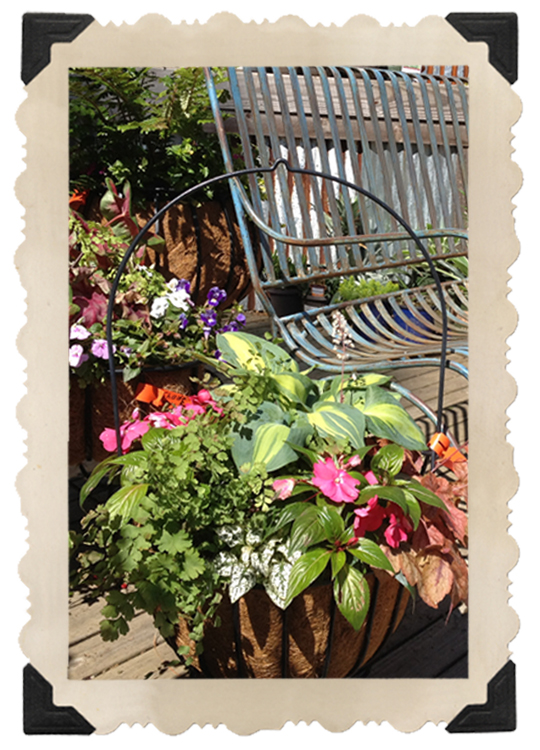 How to Create Interesting and Successful Combination Planters! - The ...