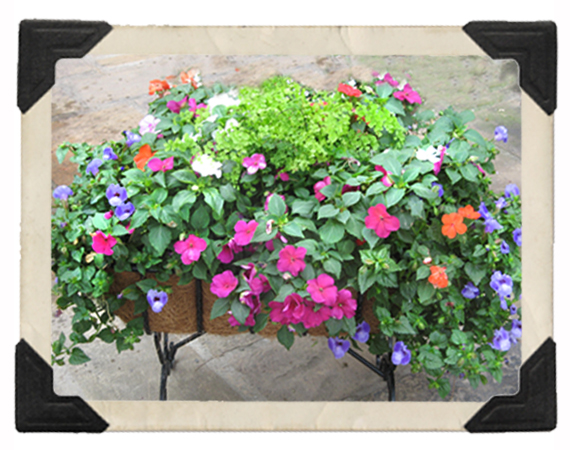 How to Create Interesting and Successful Combination Planters! - The ...