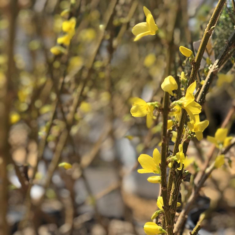 Spring Blooming Landscape Plants - Good Earth Garden Center
