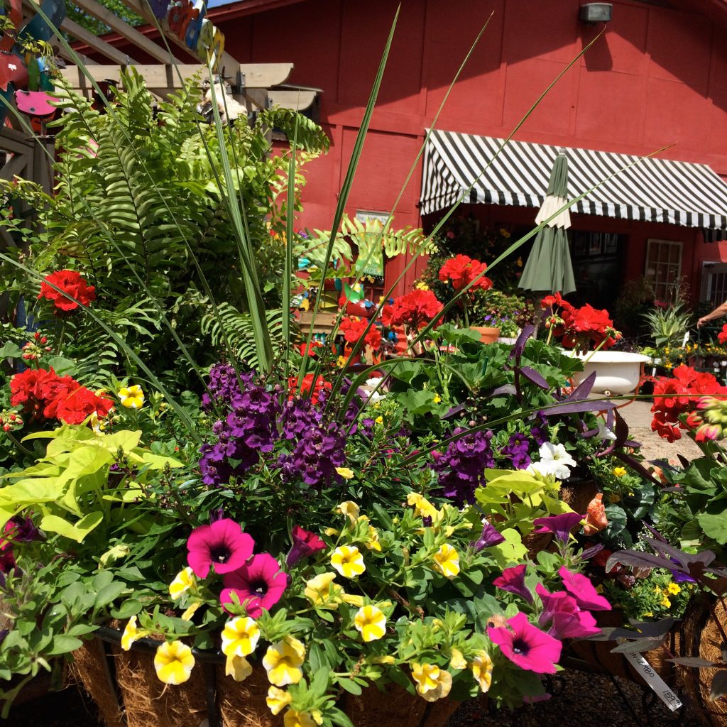 Make a Stunning Combination Planter - Good Earth Garden Center
