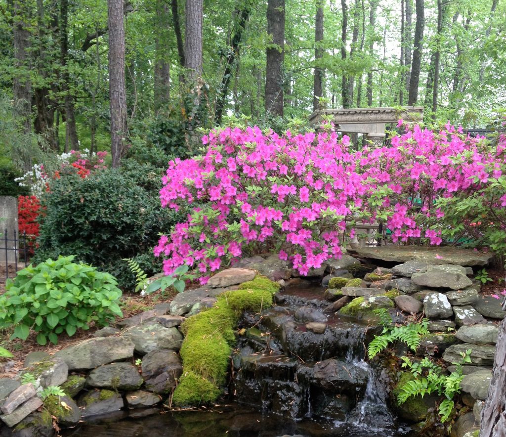 How to grow Azaleas in Arkansas - Good Earth Garden Center