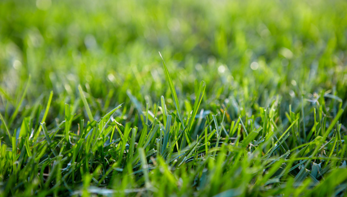 Take That Landscape From Blah to Beautiful! - The Good Earth Garden Center