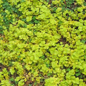 Creeping Jenny Plant Species - The Good Earth Garden Center