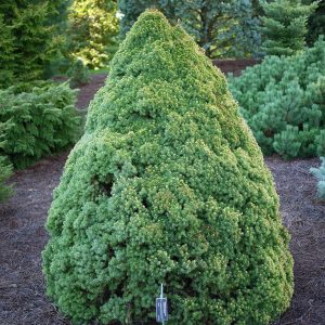 Dwarf Alberta Spruce Plant Species - The Good Earth Garden Center