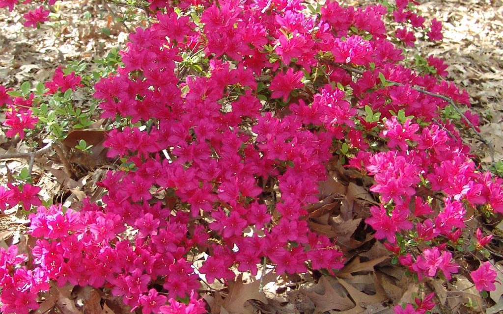 Encore Azalea Plant Species - The Good Earth Garden Center
