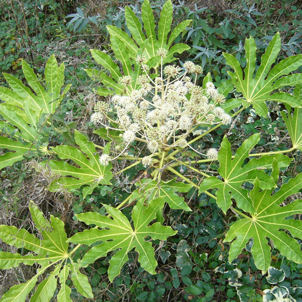 Fatsia Plant Species - The Good Earth Garden Center
