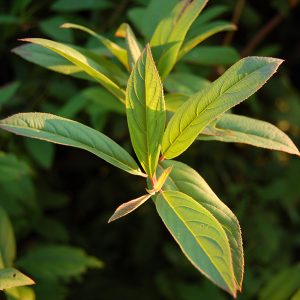 Sweetspire Plant Species - The Good Earth Garden Center