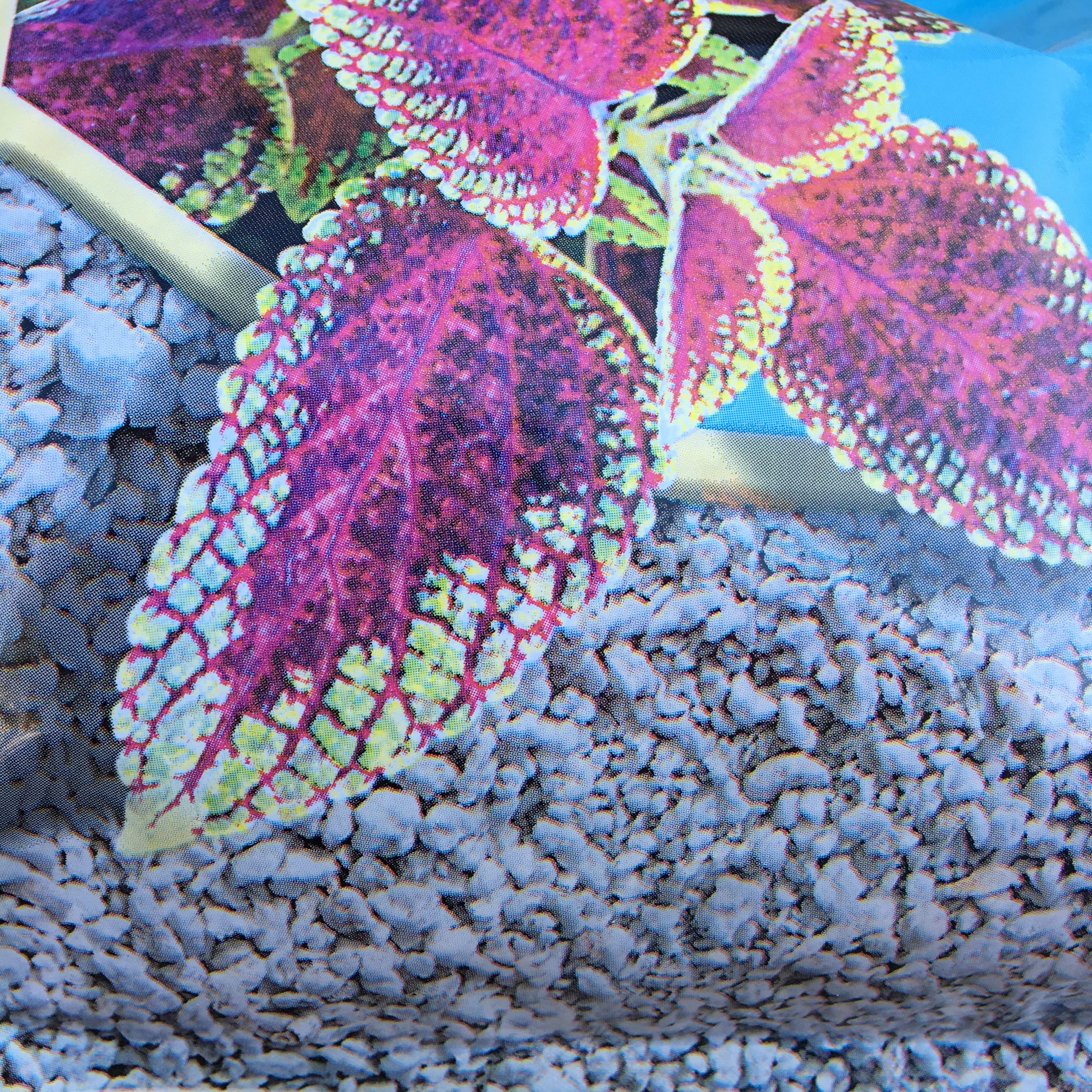 Vermiculite/Perilite Plant Species - The Good Earth Garden Center