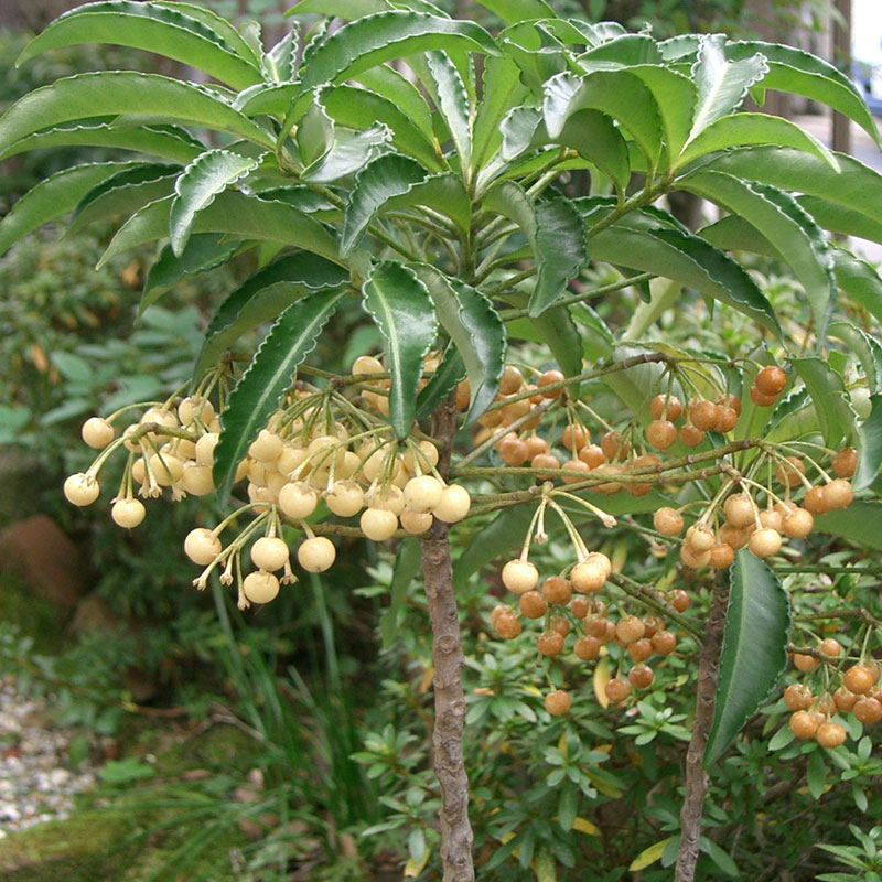 Ardisia Plant Species - The Good Earth Garden Center