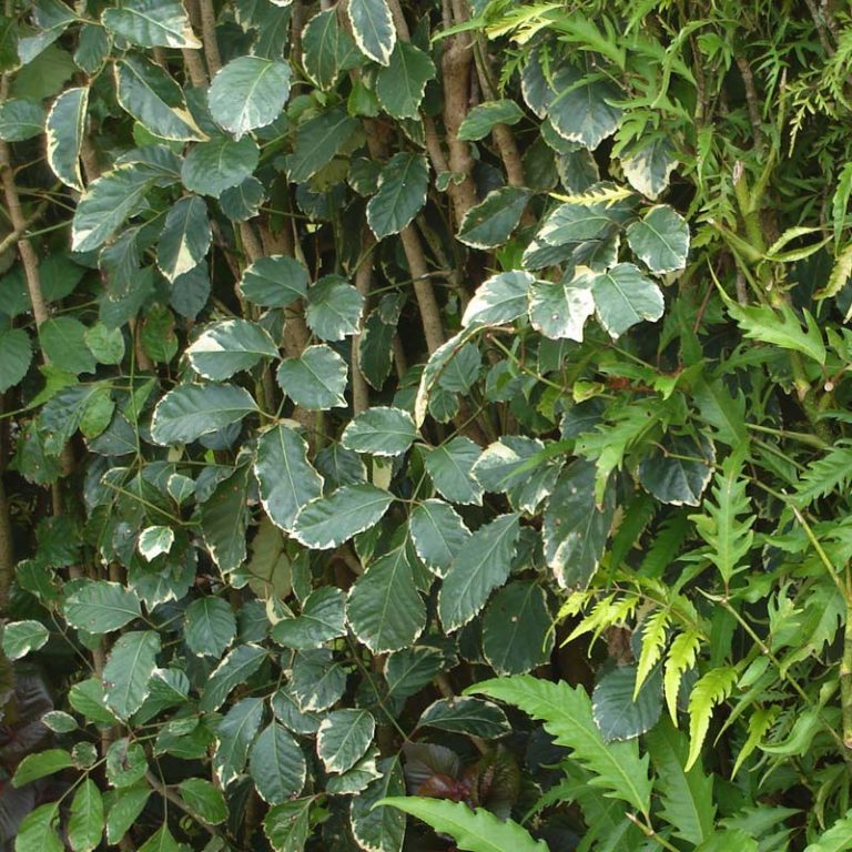 Aralia Ming Plant Species - The Good Earth Garden Center