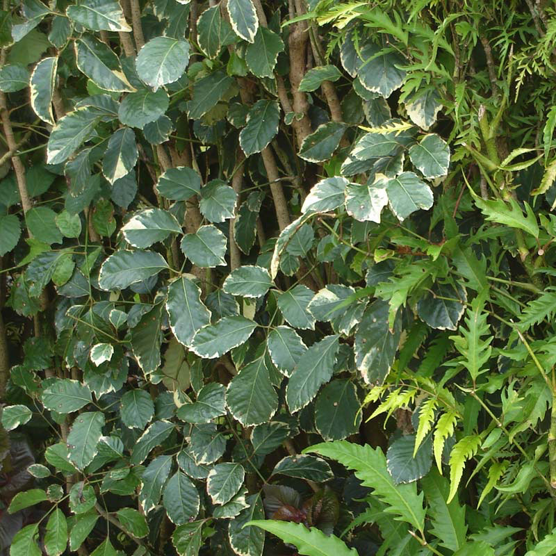 Aralia Ming - The Good Earth Garden Center