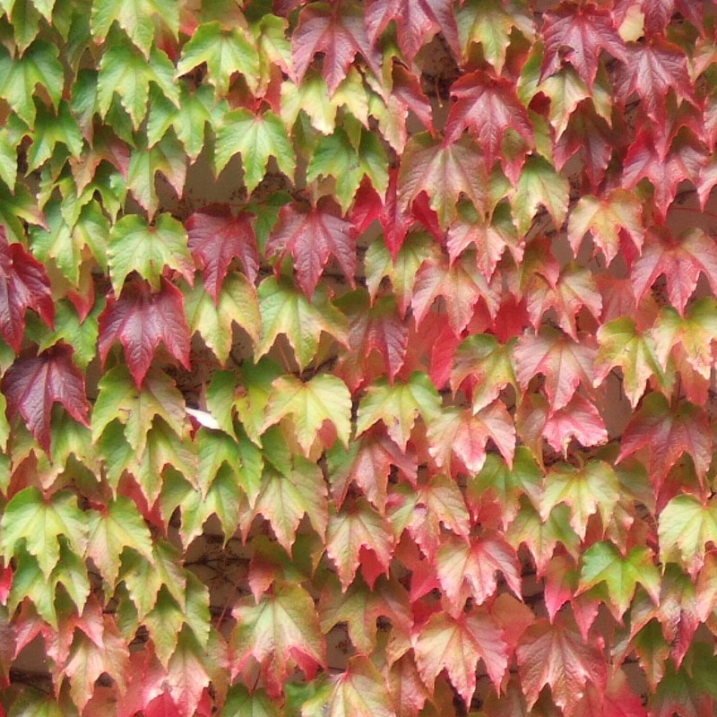 Boston Ivy - The Good Earth Garden Center