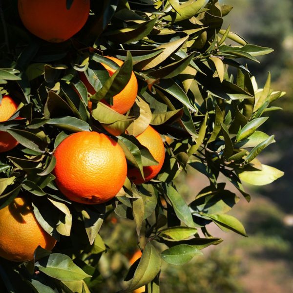 Citrus Plant Species - The Good Earth Garden Center