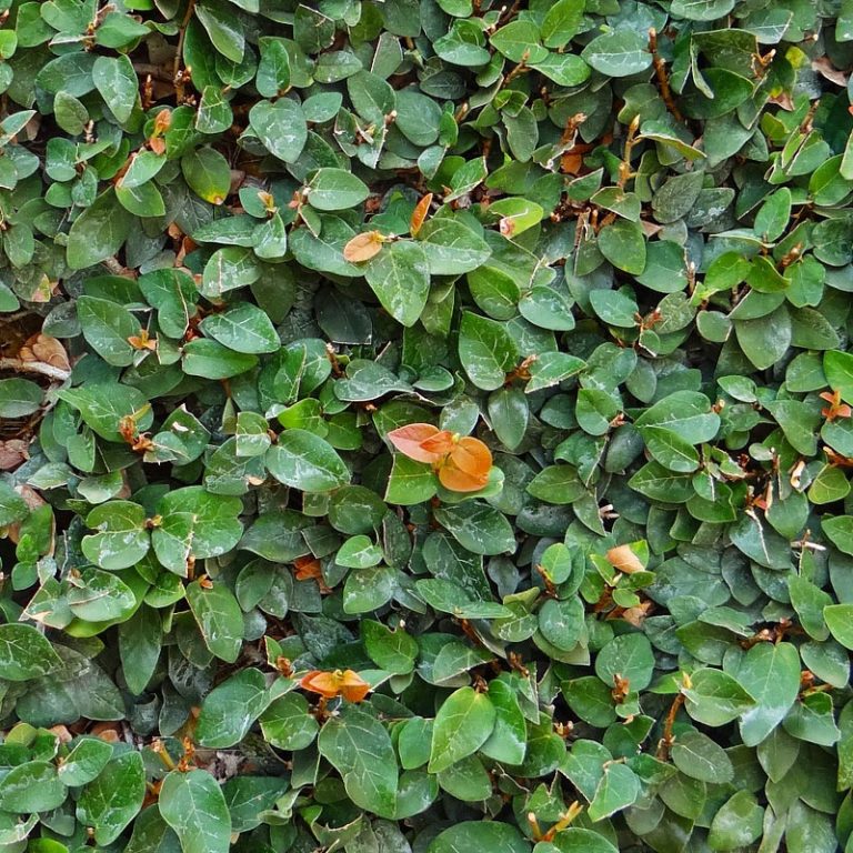 Creeping Fig Plant Species - The Good Earth Garden Center