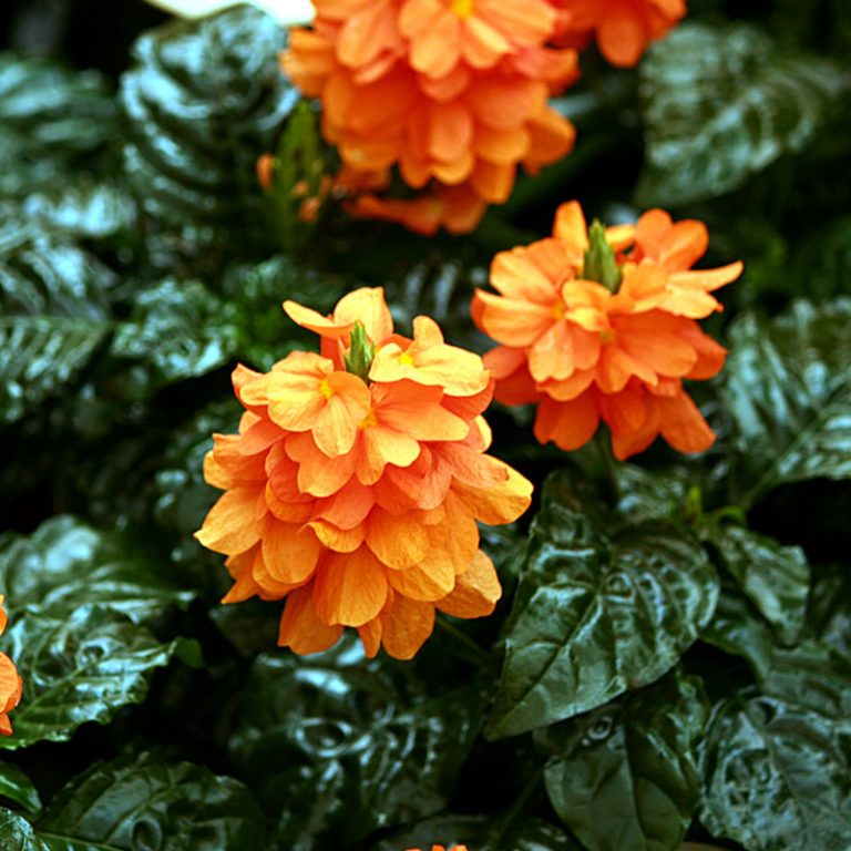 Crossandra Plant Species - The Good Earth Garden Center