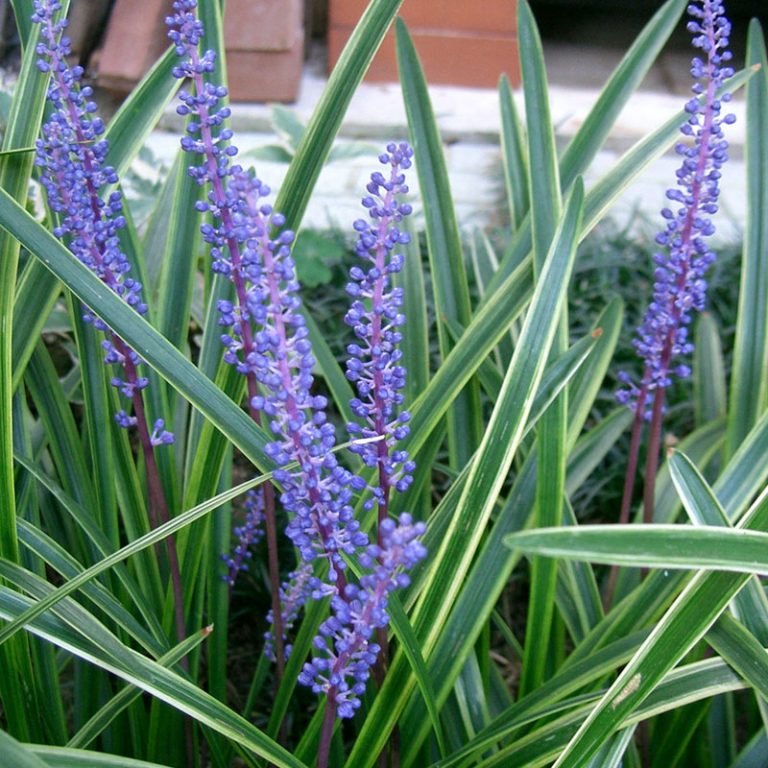 Liriope Plant Species - The Good Earth Garden Center