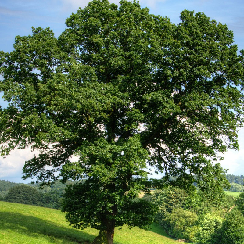 Oak - The Good Earth Garden Center