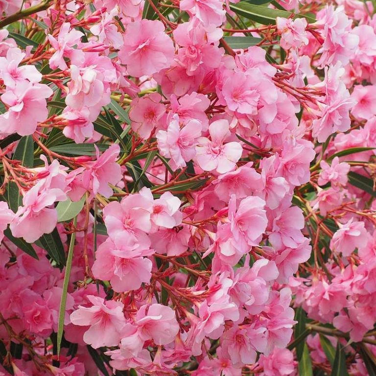 Oleander Plant Species - The Good Earth Garden Center