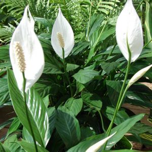 Spathiphyllum Plant Species - The Good Earth Garden Center