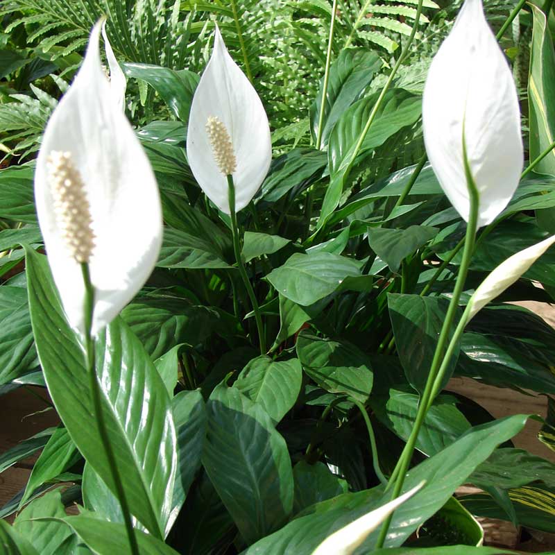 Spathiphyllum - The Good Earth Garden Center