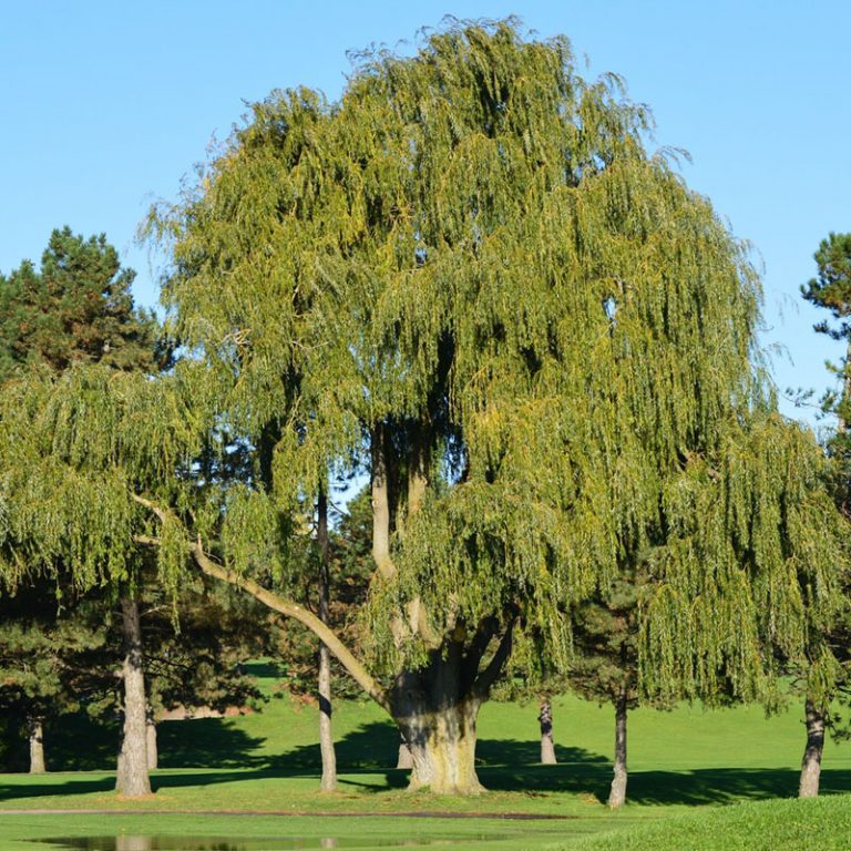 Willow Plant Species - The Good Earth Garden Center