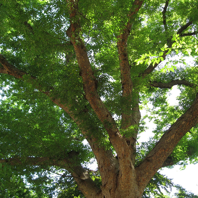 Zelkova - The Good Earth Garden Center