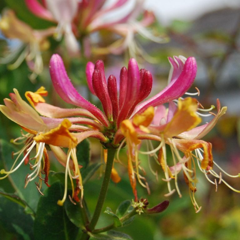 Honeysuckle Plant Species - The Good Earth Garden Center