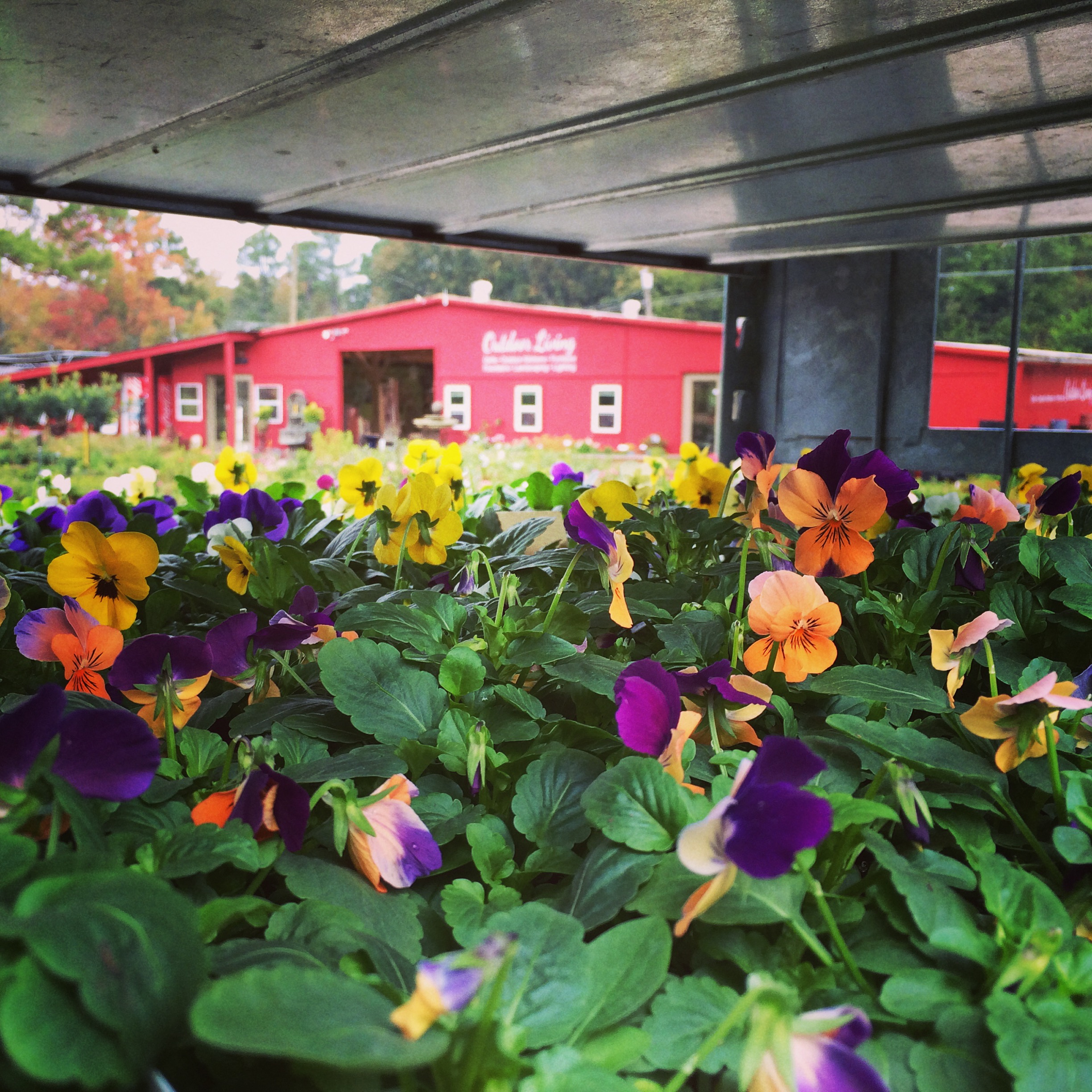 Top 10 Reasons to Plant Pansies - Good Earth Garden Center