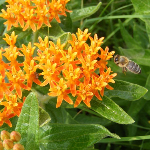 Butterfly Weed Plant Species - The Good Earth Garden Center