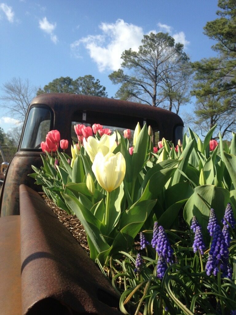 Top 10 Beauty Secrets for your landscape! - The Good Earth Garden Center Top 10 Beauty Secrets for your landscape! - The Good Earth Garden Center