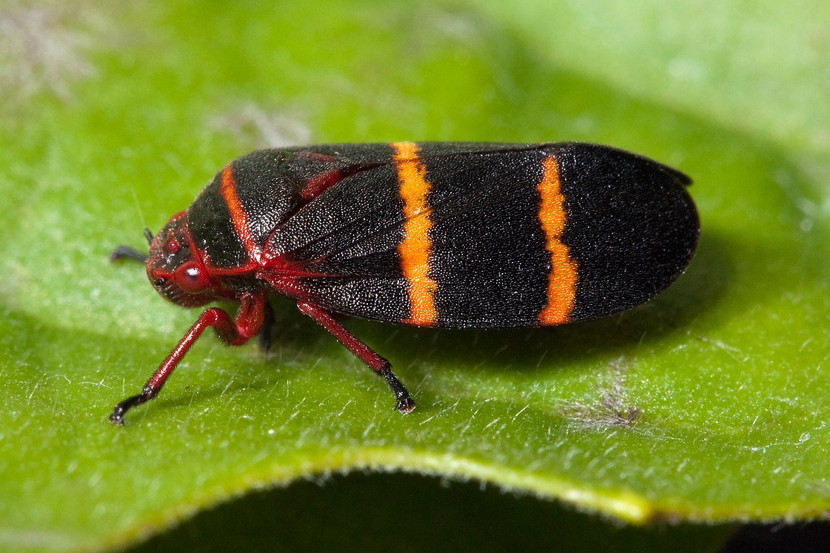 Spittlebug Identification and Control - Good Earth Garden Center