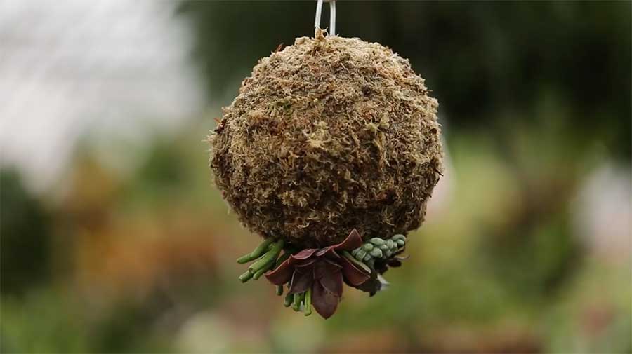 How to Create a Living Topiary - Good Earth Garden Center