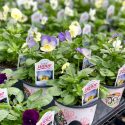 All About the Cool Wave Pansy - Good Earth Garden Center