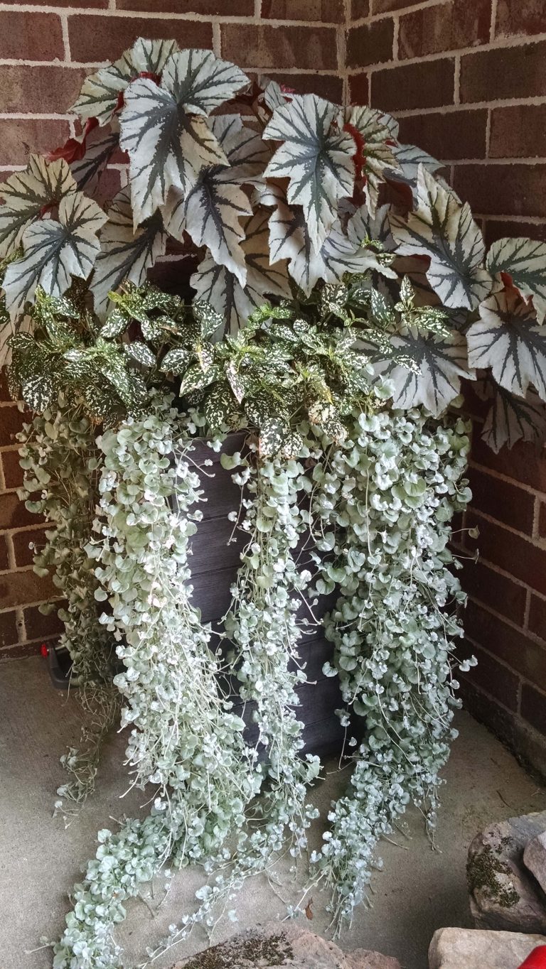 All About Begonias - Good Earth Garden Center