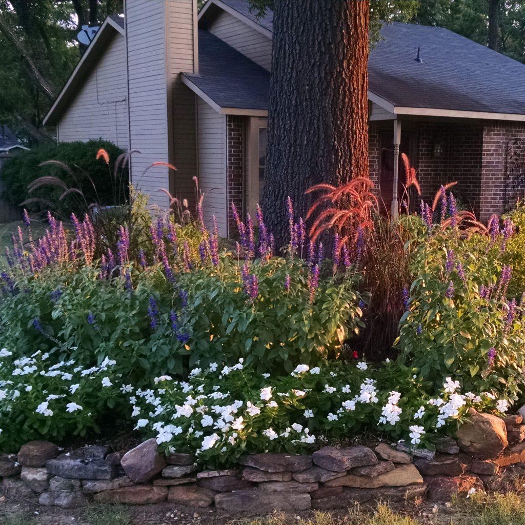 Why I Love Mystic Spires Salvia - Good Earth Garden Center