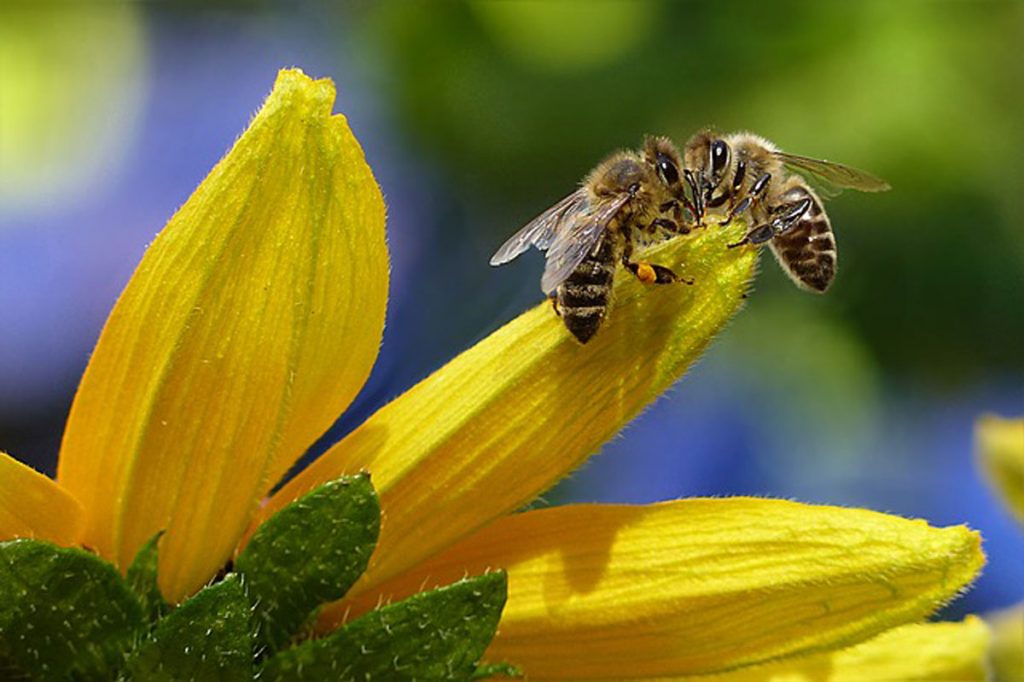What is a Pollinator? - Good Earth Garden Center