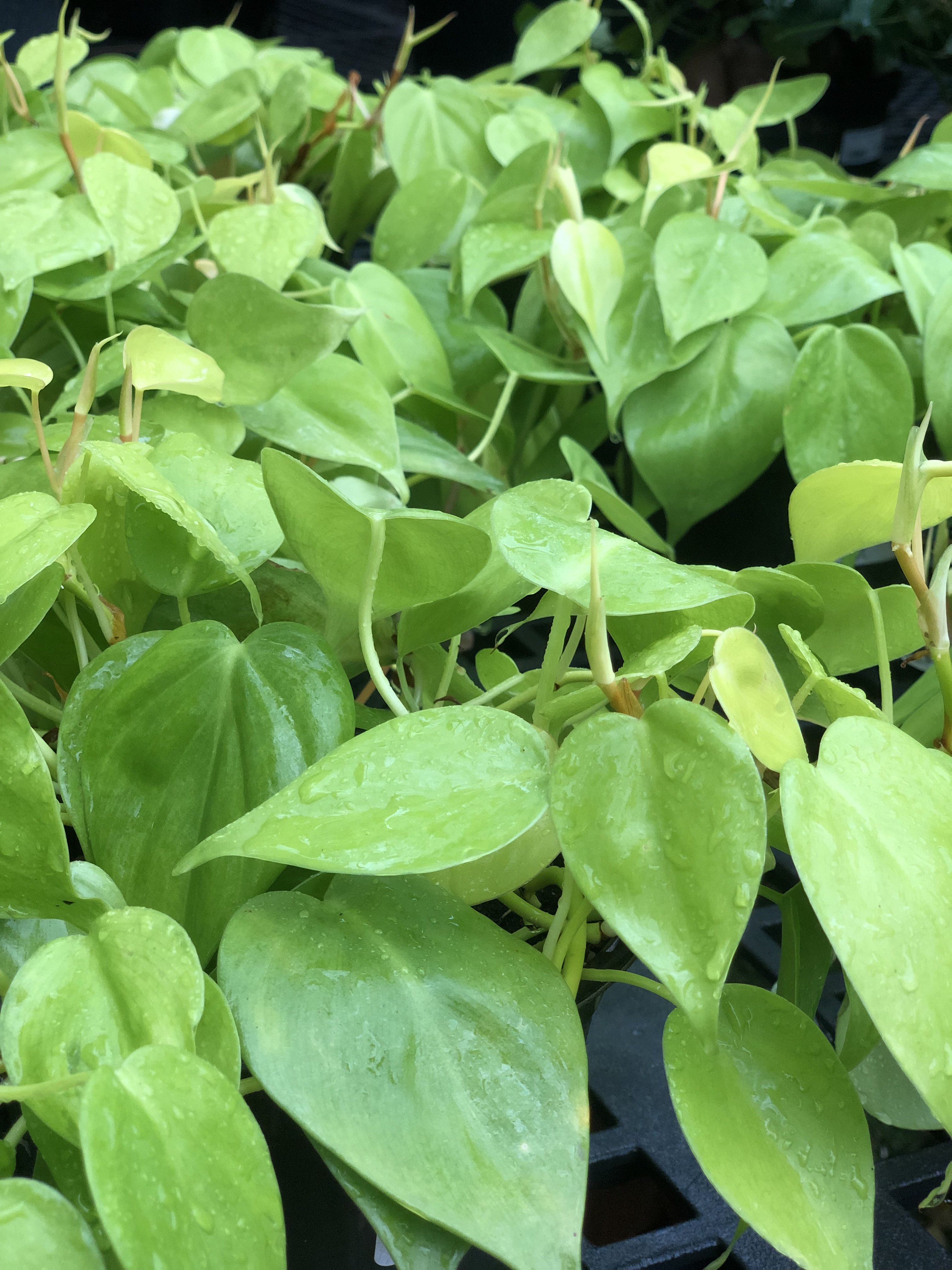 Philodendron Fun - Good Earth Garden Center