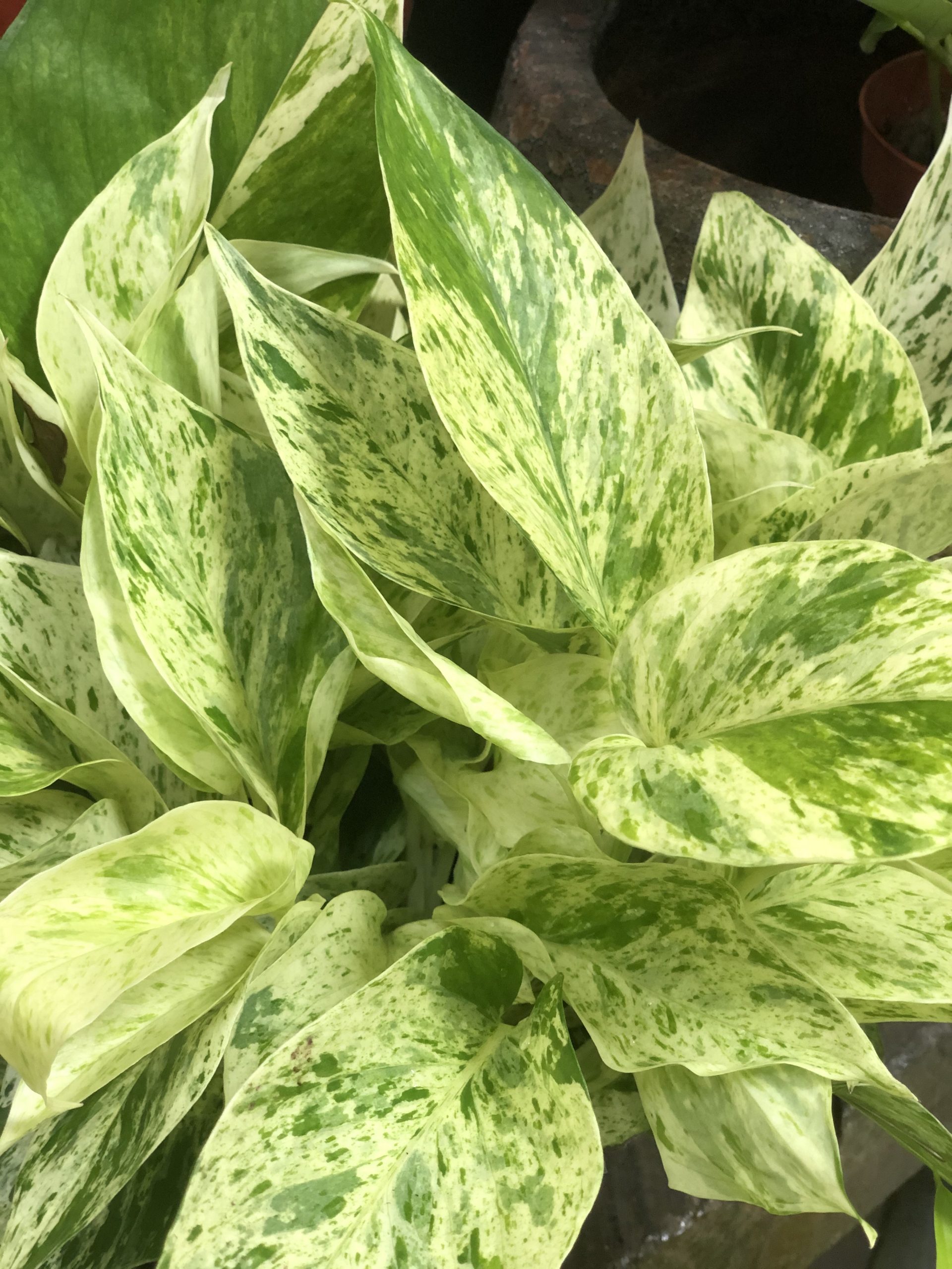 Philodendron Fun - Good Earth Garden Center