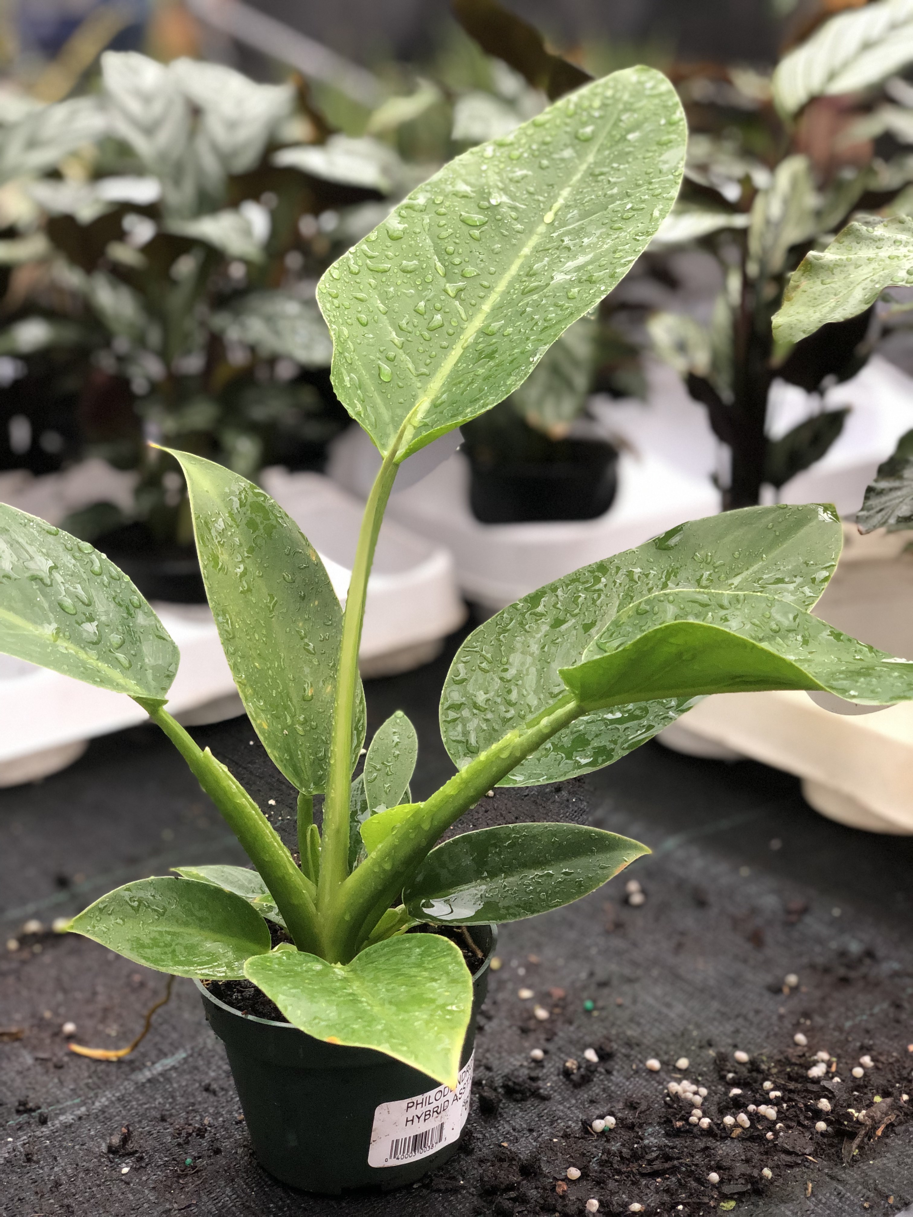 Philodendron Fun - Good Earth Garden Center
