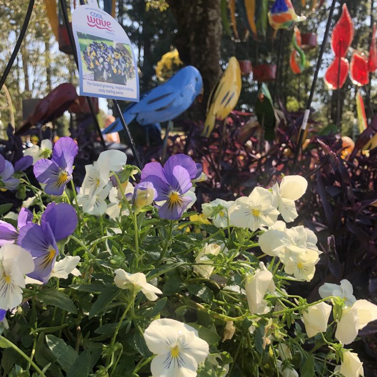 All About the Cool Wave Pansy - Good Earth Garden Center
