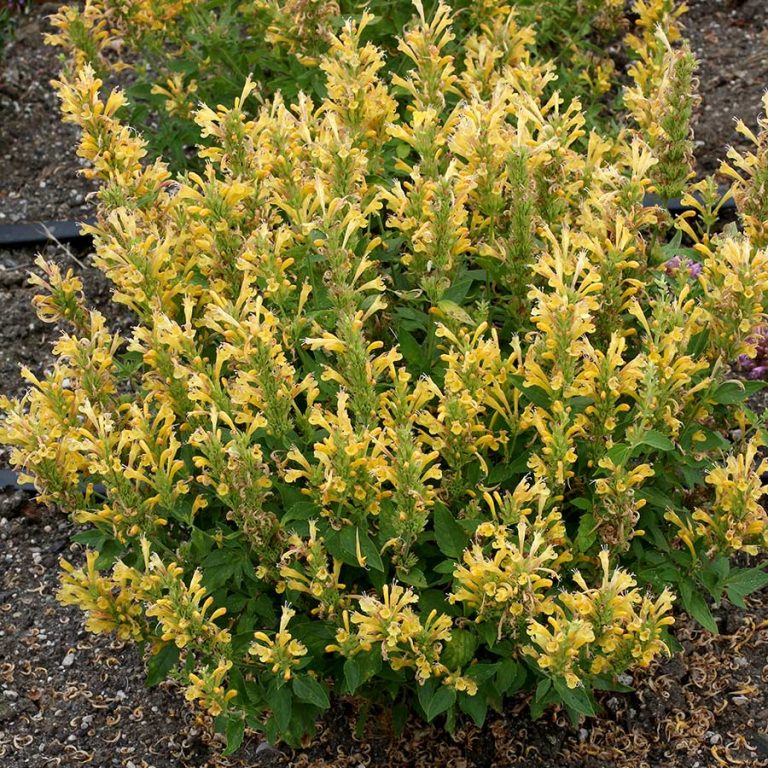 Hummingbird Mint; A Perfect Perennial for Pollinators - Good Earth ...