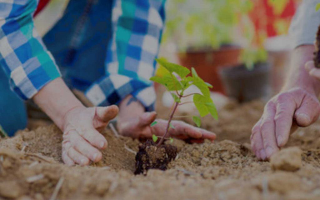 Planting Guide - Good Earth Garden Center