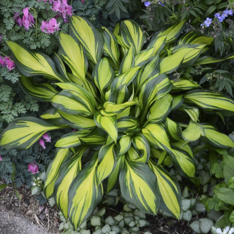All About Hostas - Good Earth Garden Center