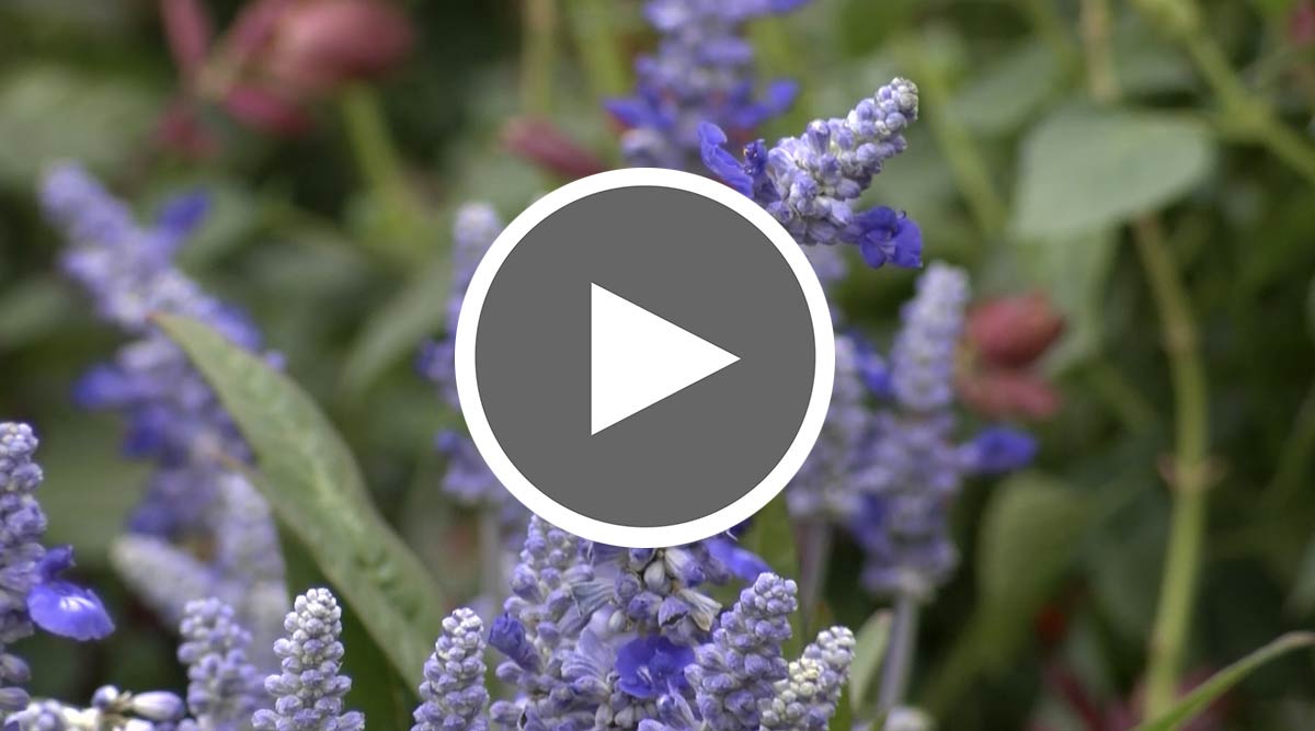 Butterfly Annuals - Good Earth Garden Center