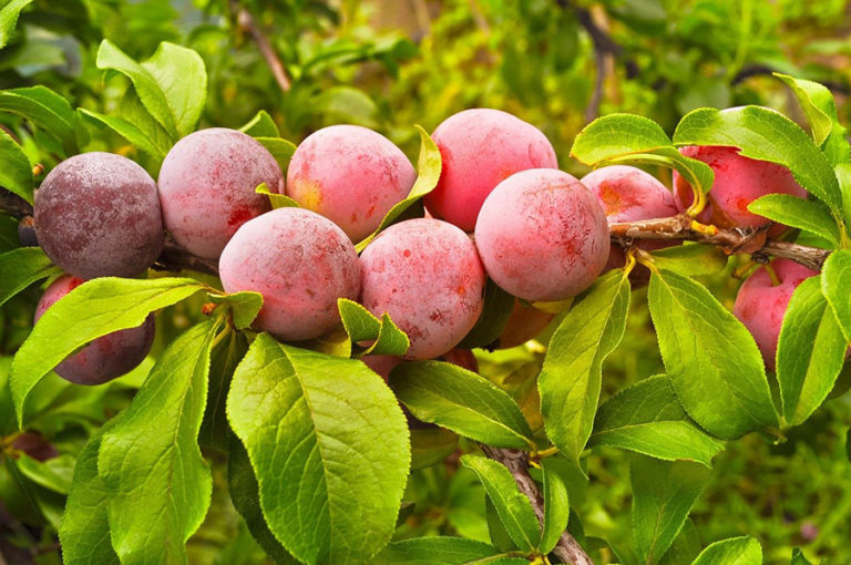 Fruit Trees in Arkansas - Good Earth Garden Center