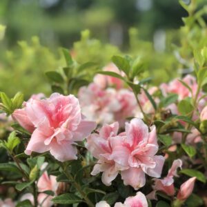 All About Encore Azaleas - Good Earth Garden Center