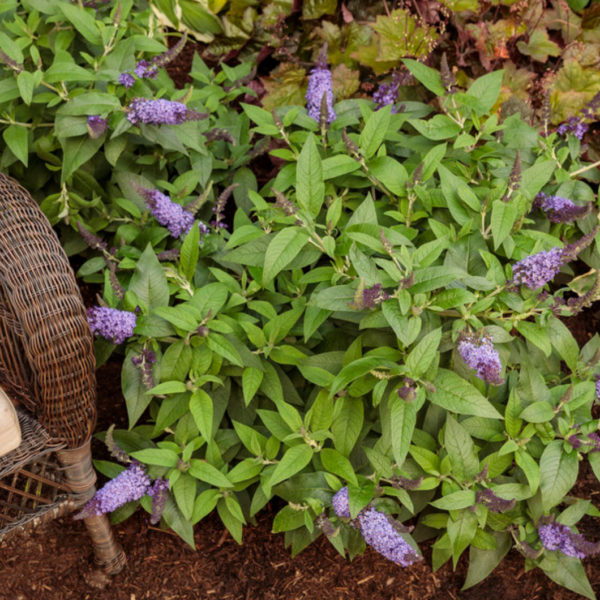 All About Butterfly Bush - Good Earth Garden Center