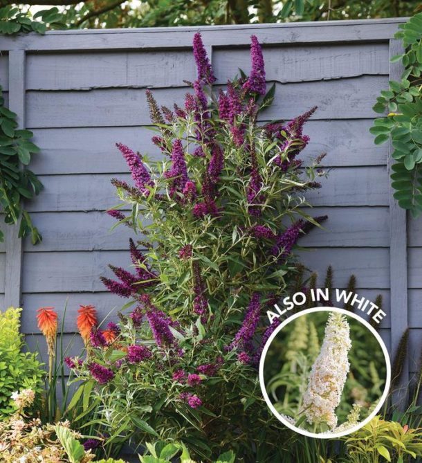 All About Butterfly Bush - Good Earth Garden Center